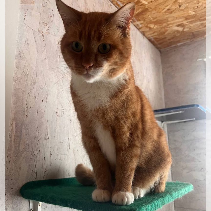 Взрослый кот в добрые руки