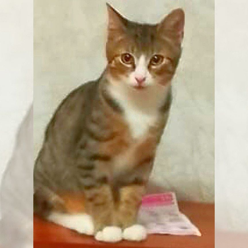 Котенок