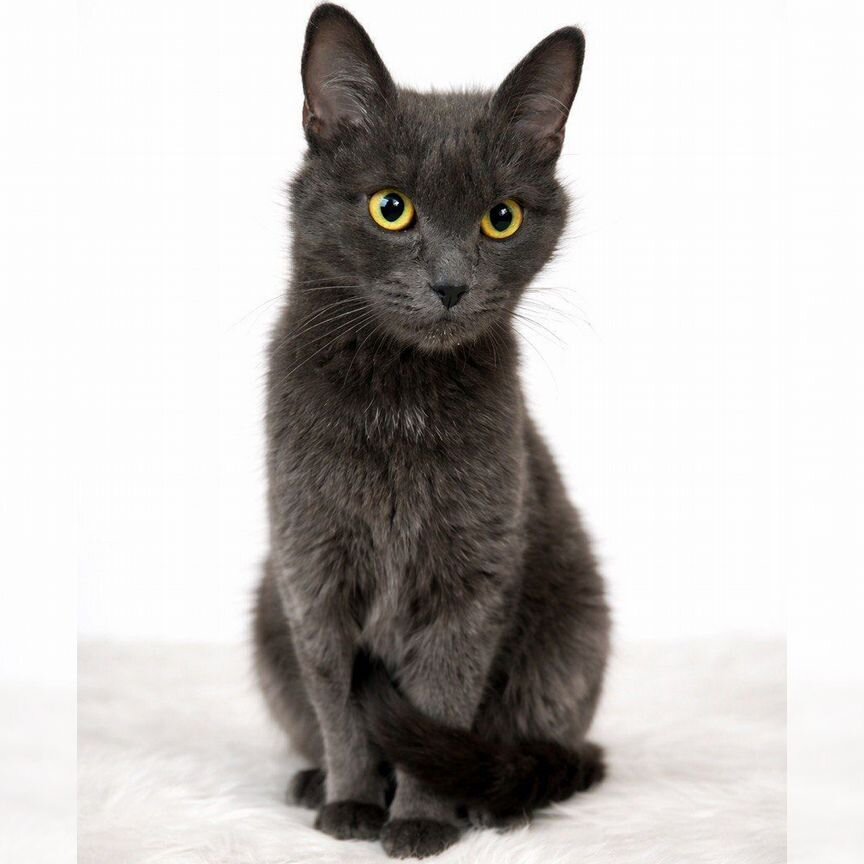 Взрослая, кошка в добрые руки