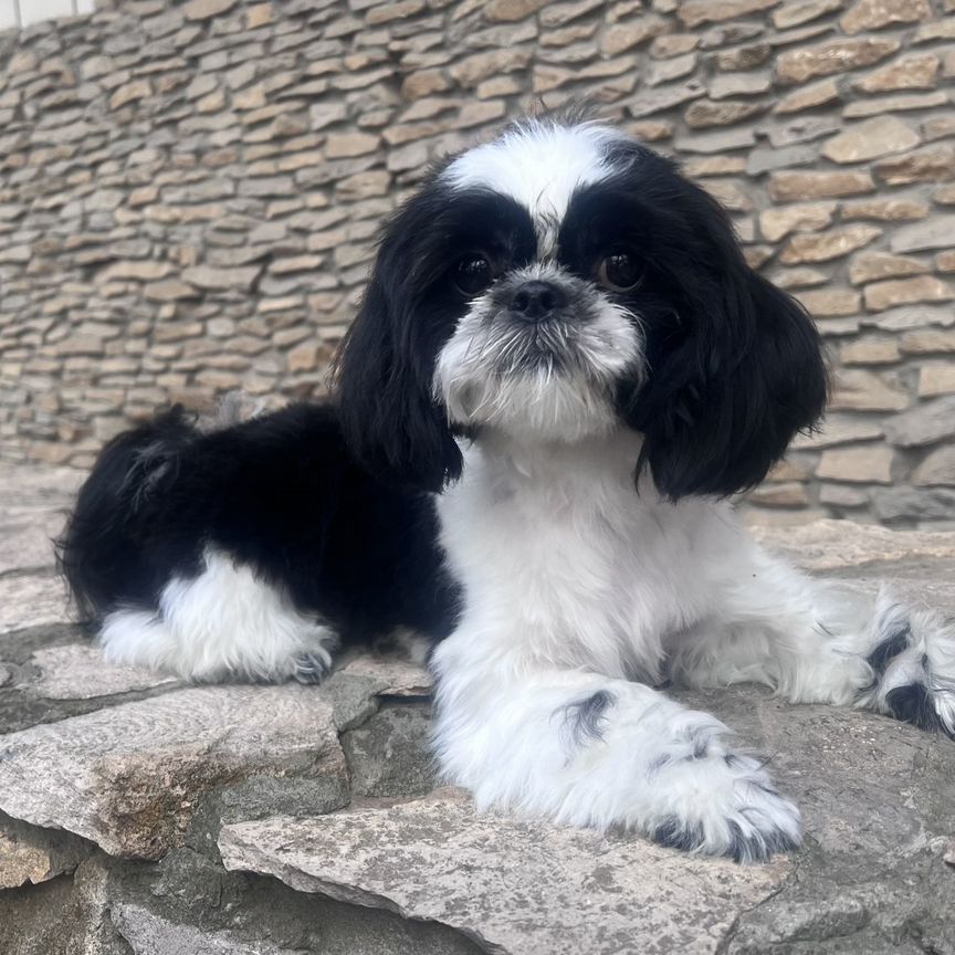 Ши-тцу, взрослая собака