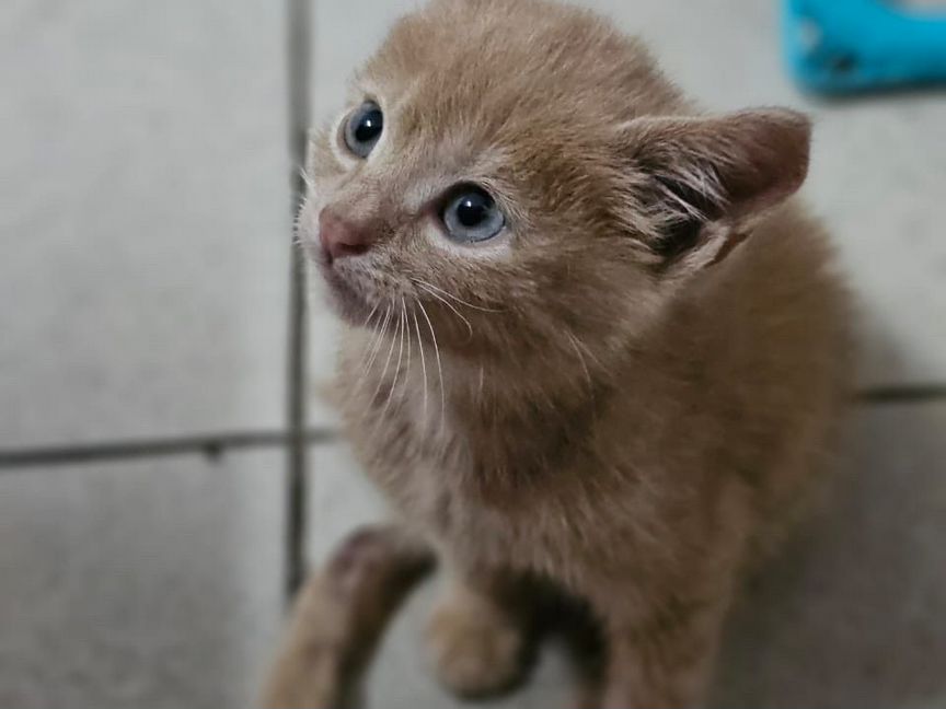 Котенок только на двух лапках