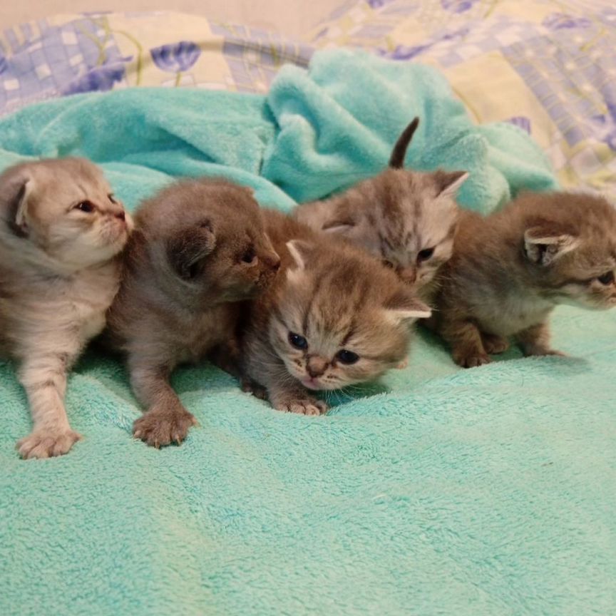 Шотландский прямоухий короткошёрстный котёнок
