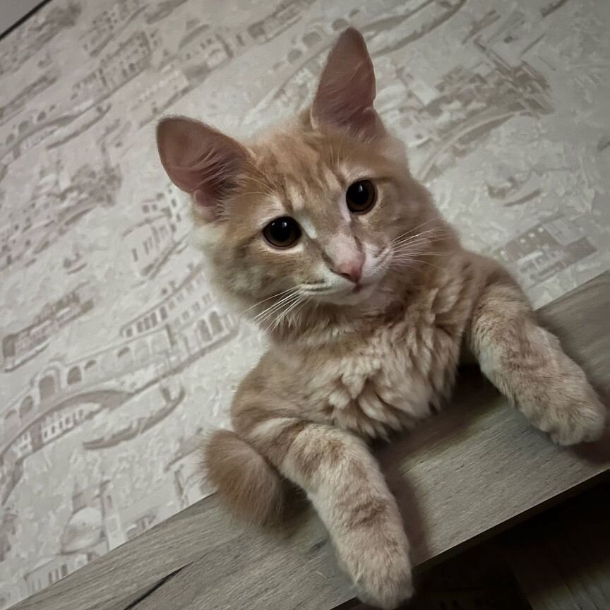 Коты в добрые руки