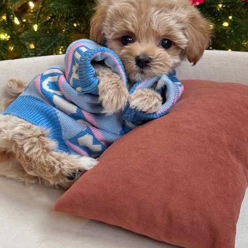 Мальтипу, щенок