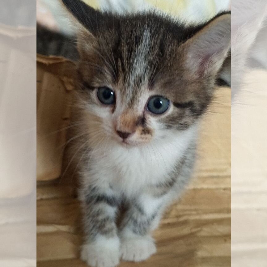 Котёнок в добрые руки