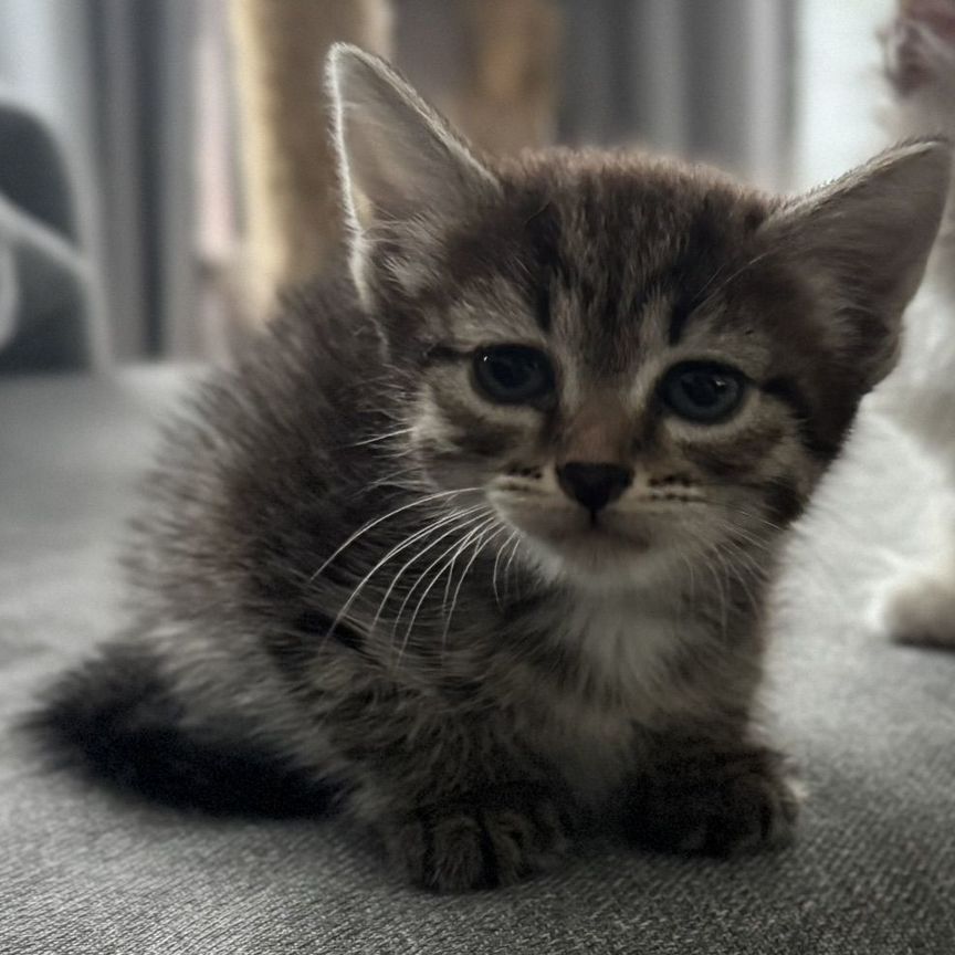 Котенок