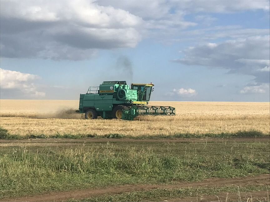 Пшеница фуражная