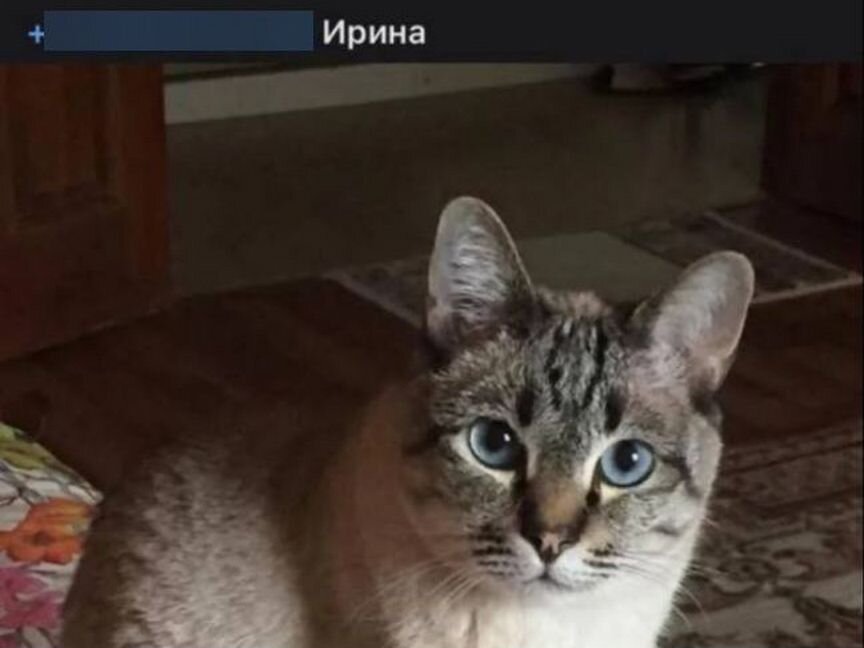 Кошки в добрые руки бесплатно