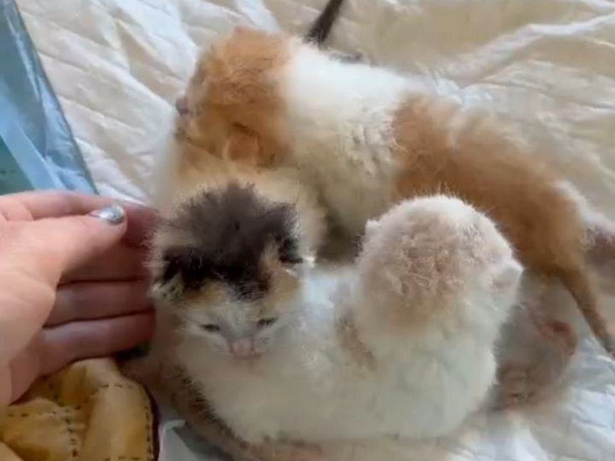 Котята