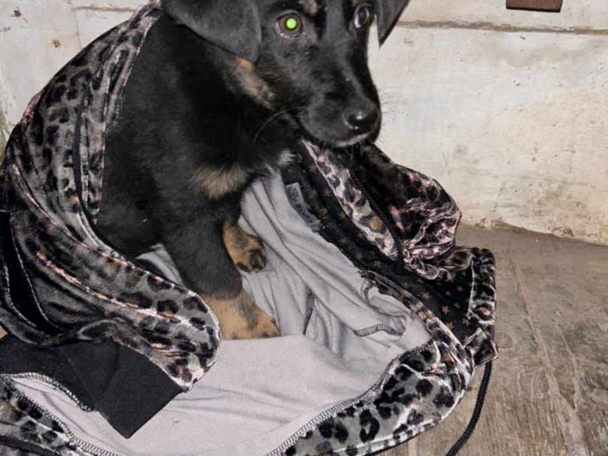 Щенок Гарри в добрые руки бесплатно