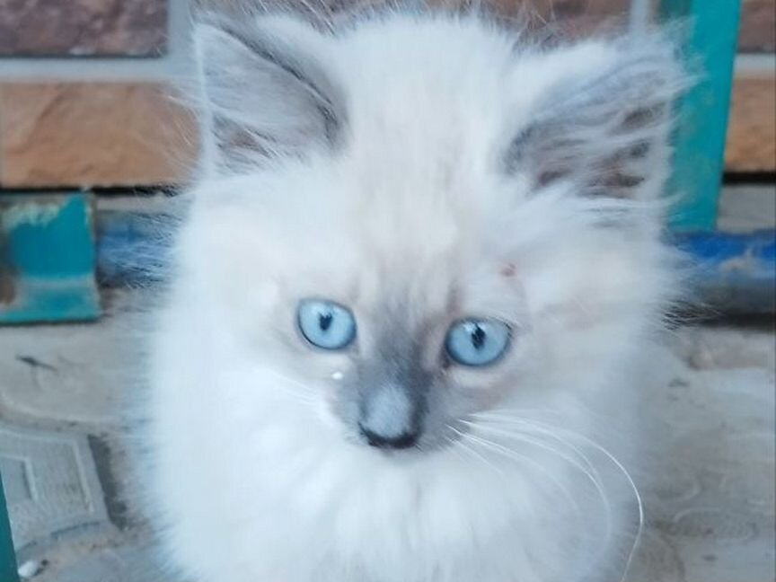 Котята в добрые руки бесплатно