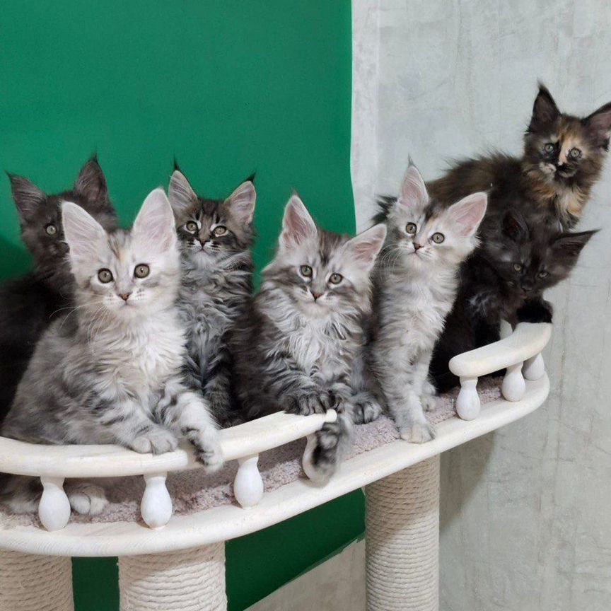 Котята мейн-кун