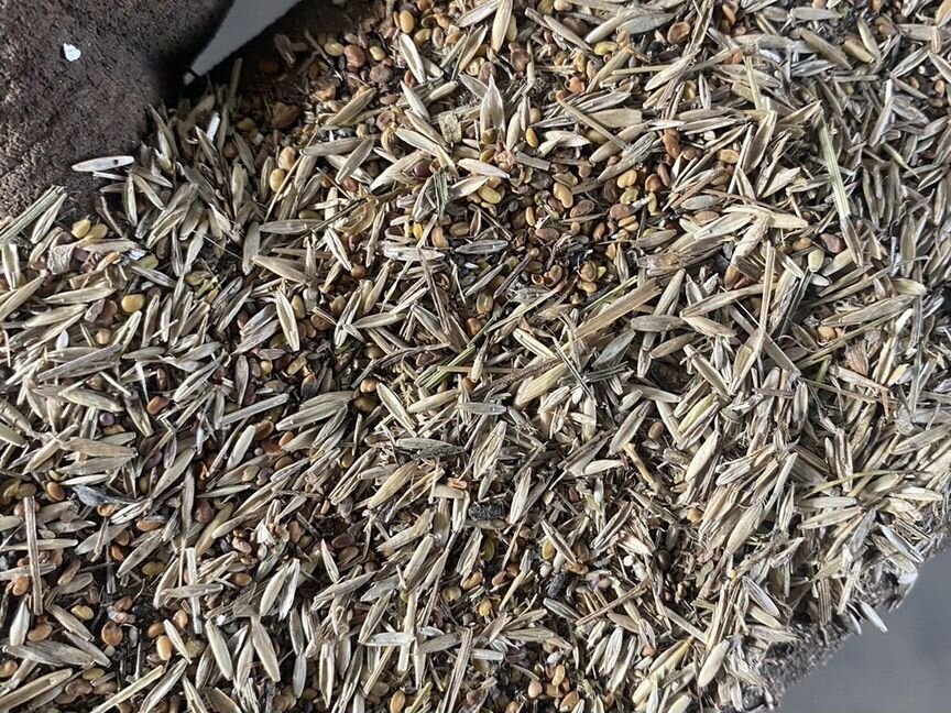 Люцерна+овсяница