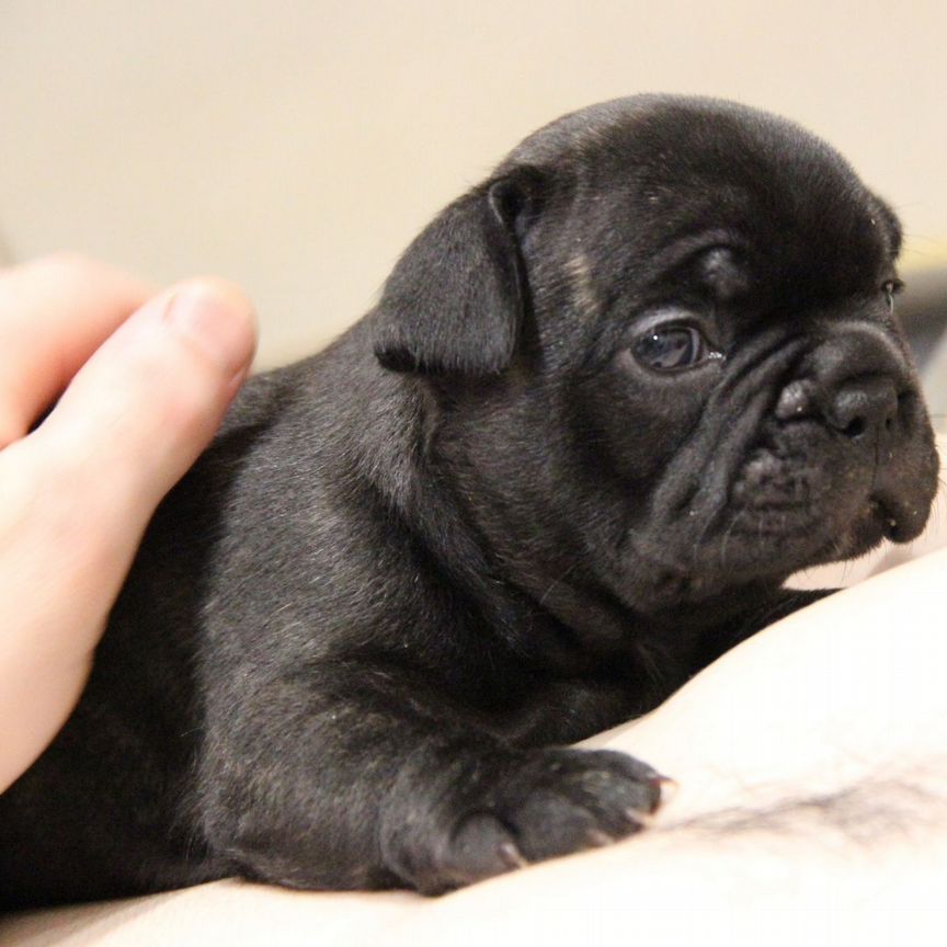 Французский бульдог, щенок