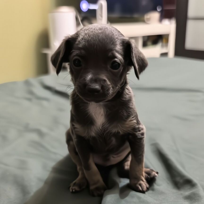 Русский той-терьер, щенок