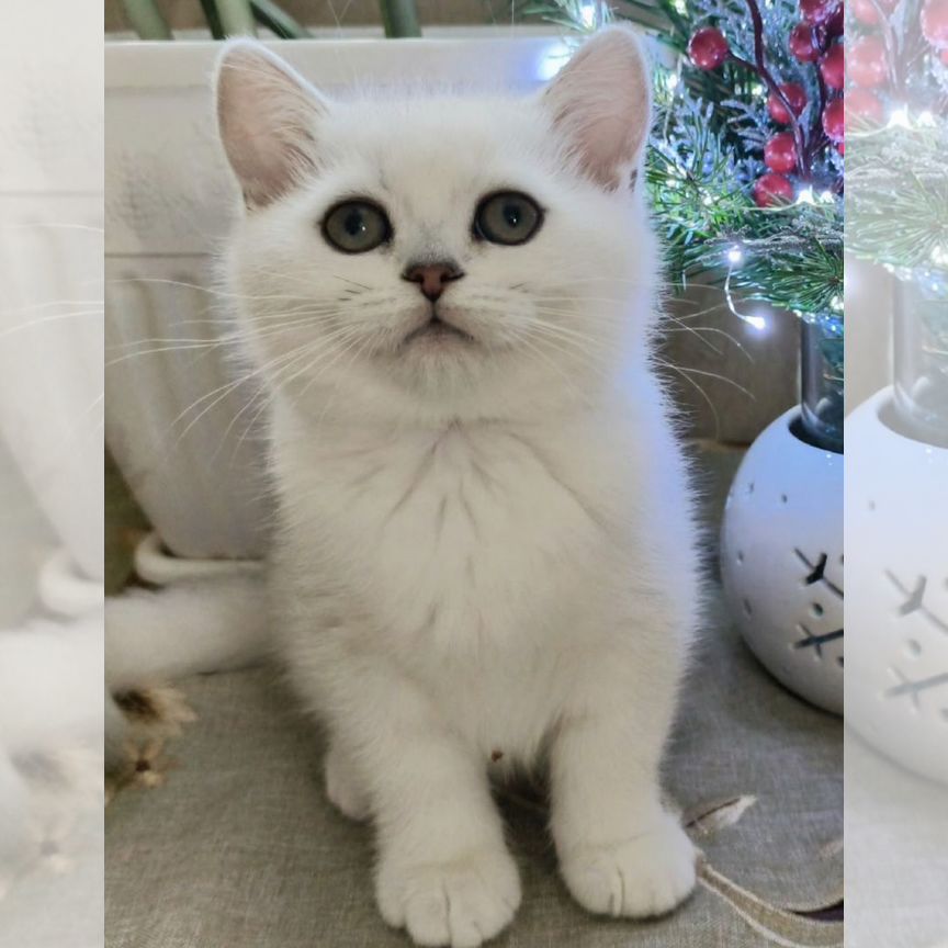 Британский короткошёрстный котёнок