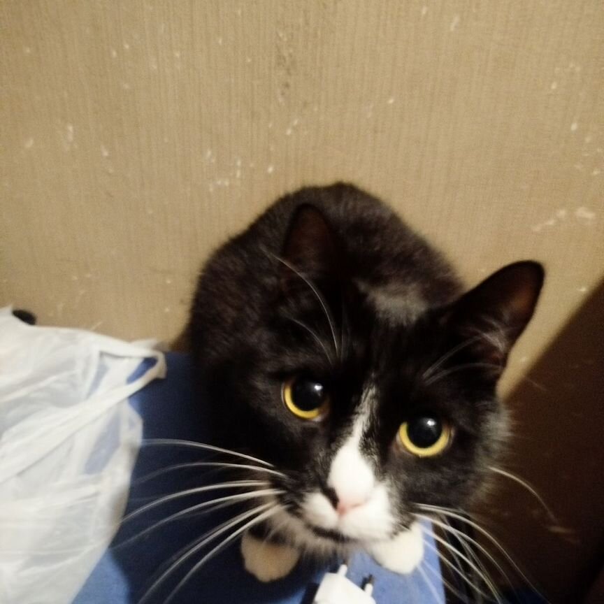 Взрослый кот в добрые руки