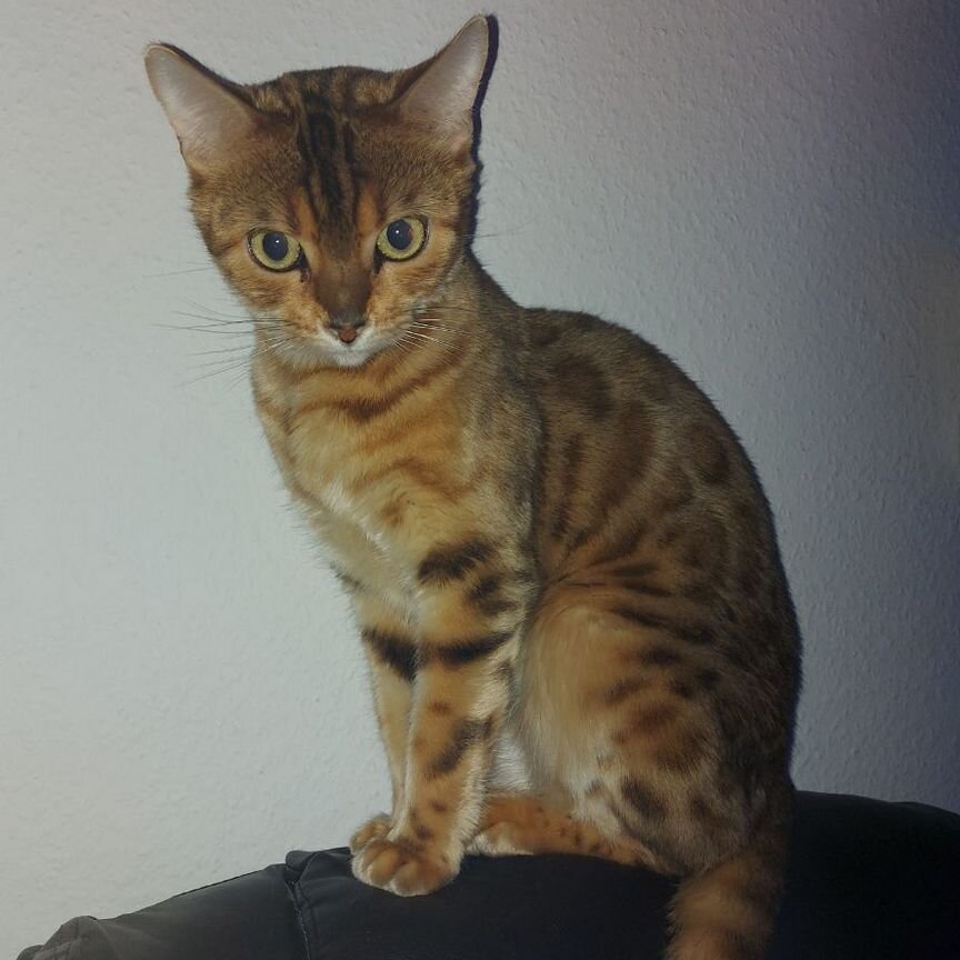 Бенгальская кошка