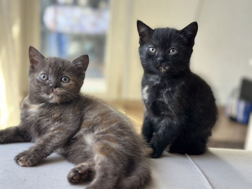 Британские котята