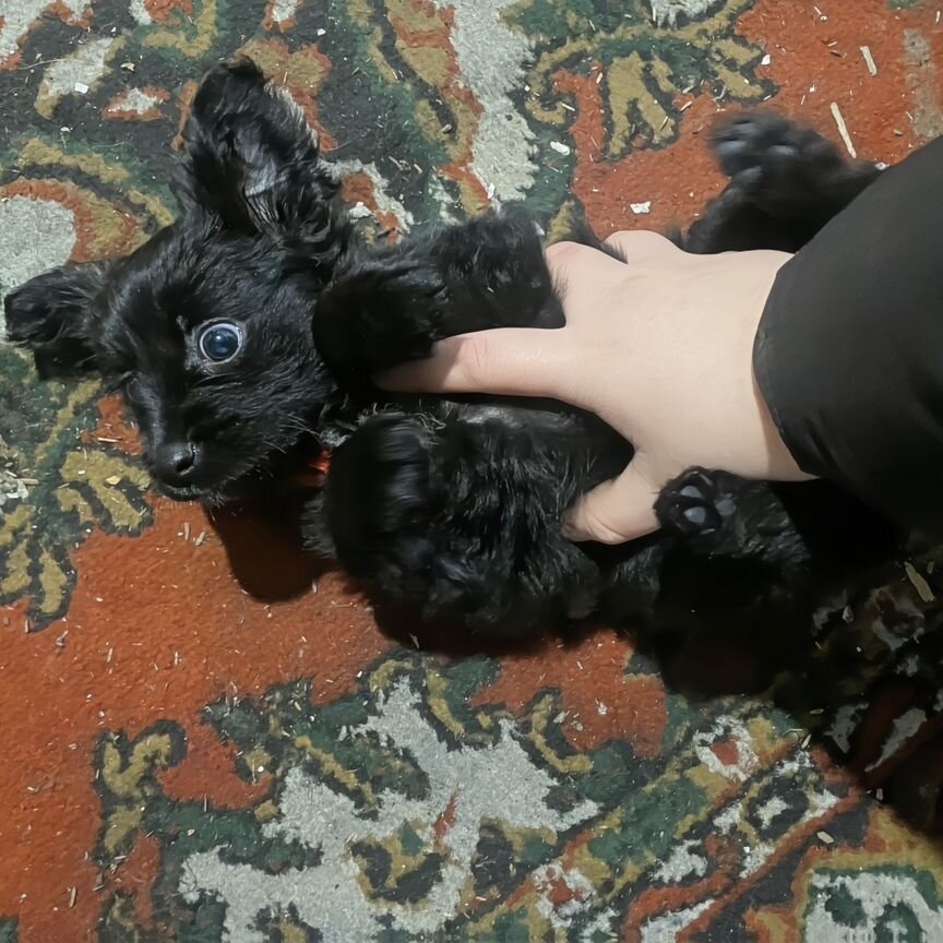 Французский спаниель, щенок