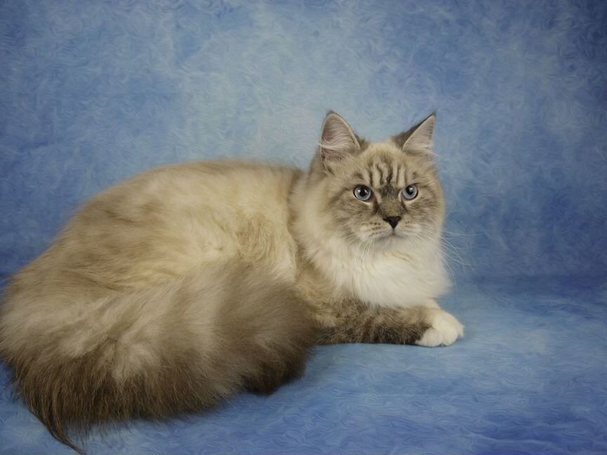 Кот вязка