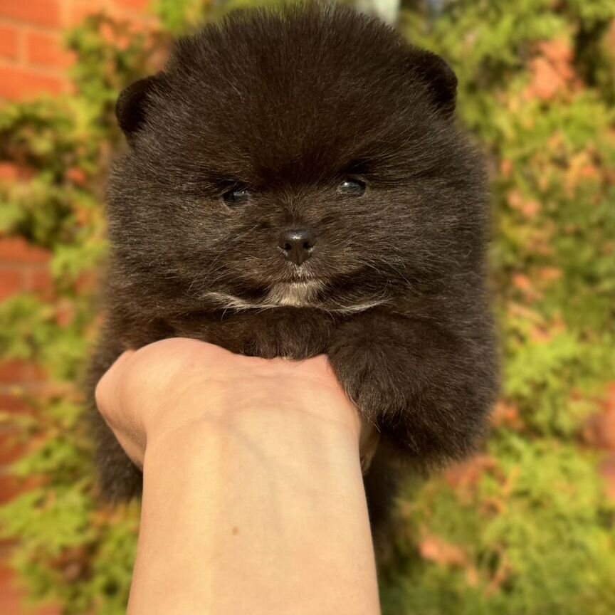 Померанский шпиц супер мини