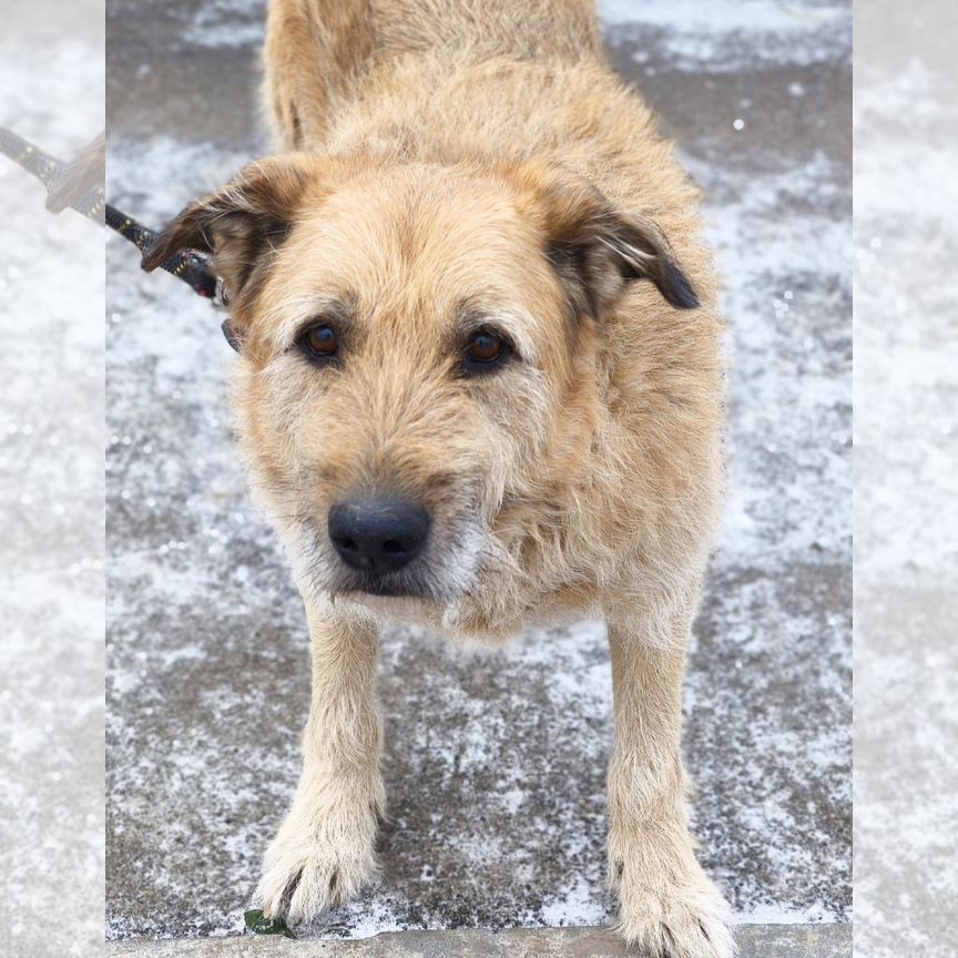 Взрослый пёс в добрые руки