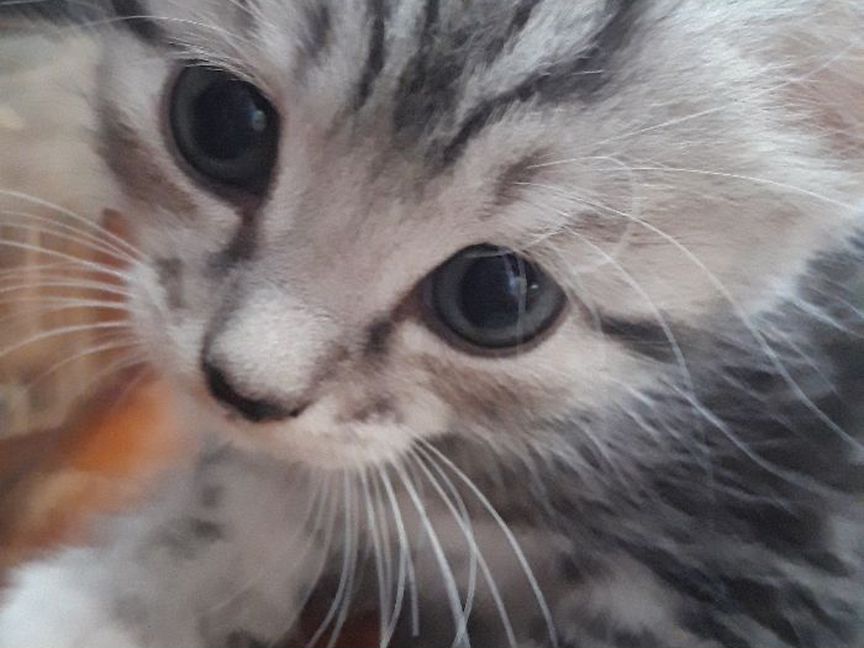 Кошка