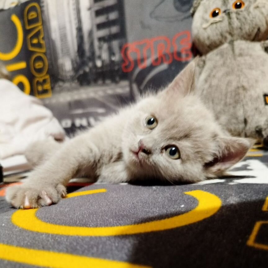 Шотландский котёнок