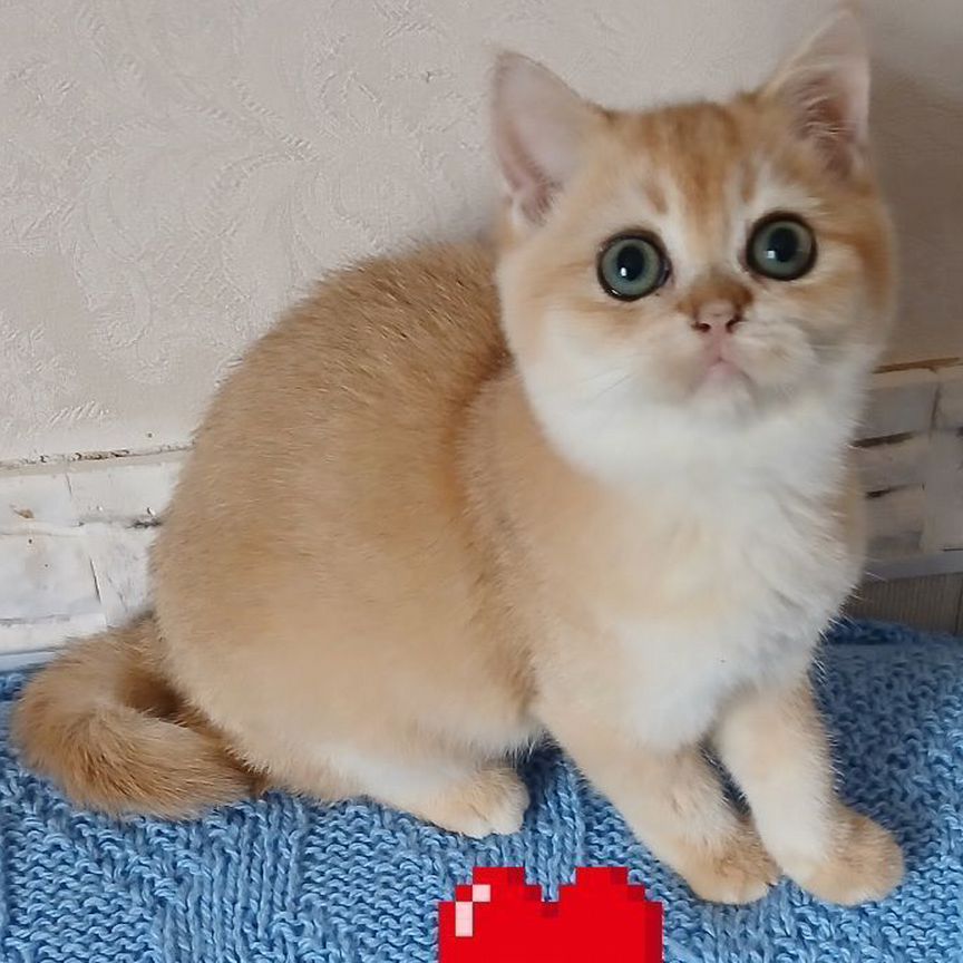 Британский короткошёрстный котёнок