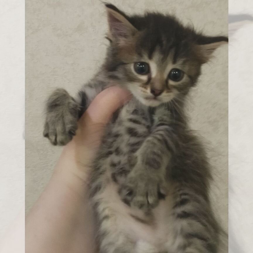Сибирский котёнок