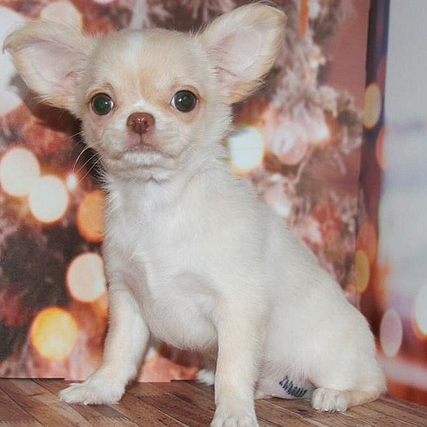 Чихуахуа, щенок