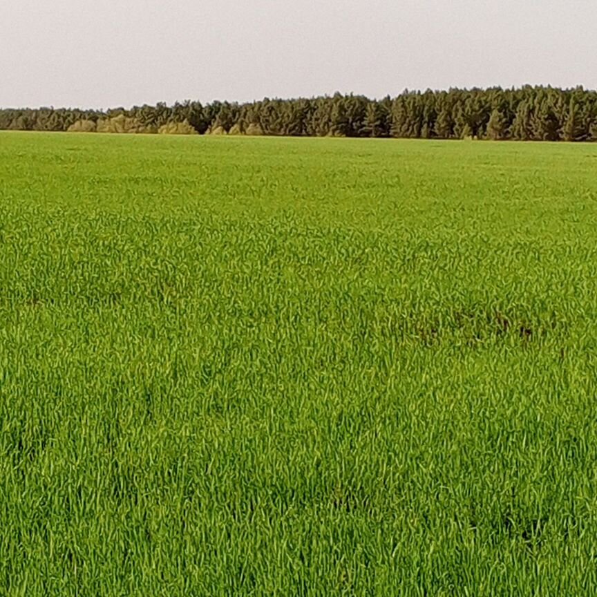 Зерно овес