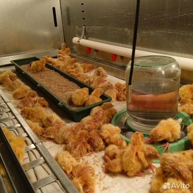 Перепела суточные техасцы