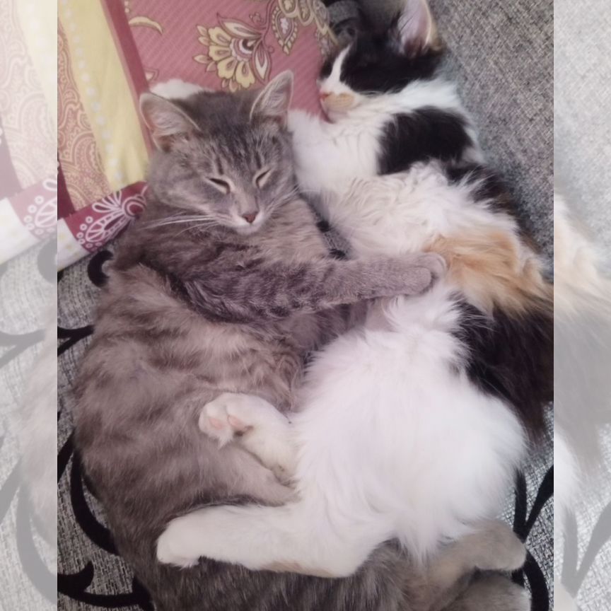 Отдам в добрые руки