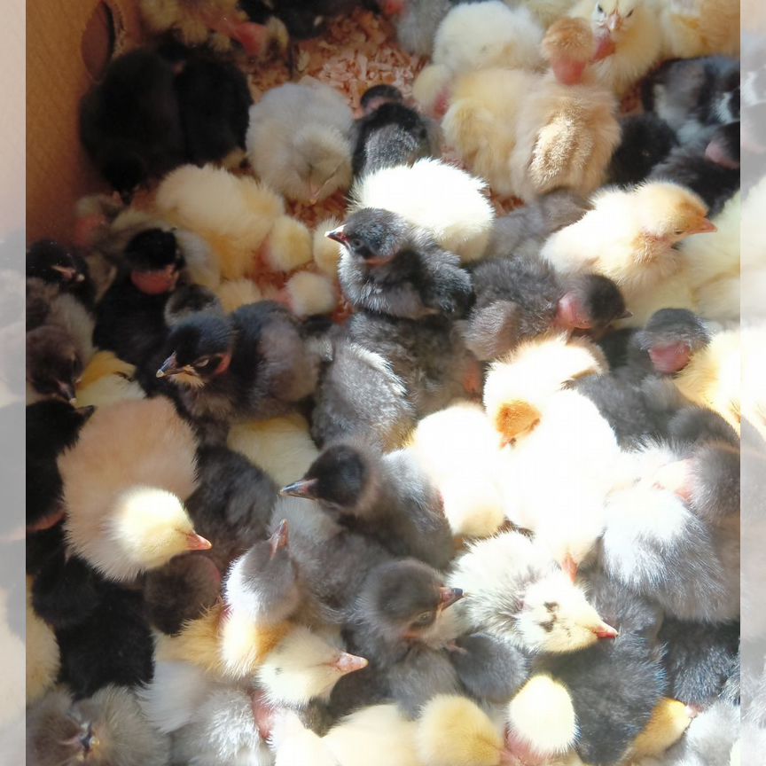 Цыплята голошейные, простые, карликовые суточные