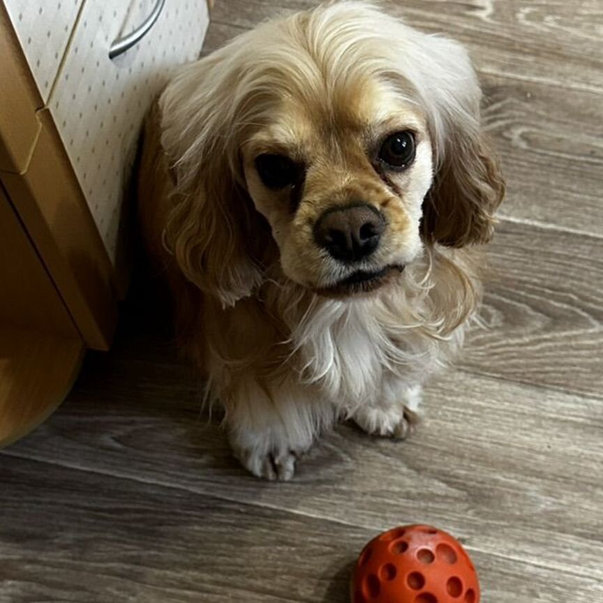 Американский кокер-спаниель, взрослый пёс