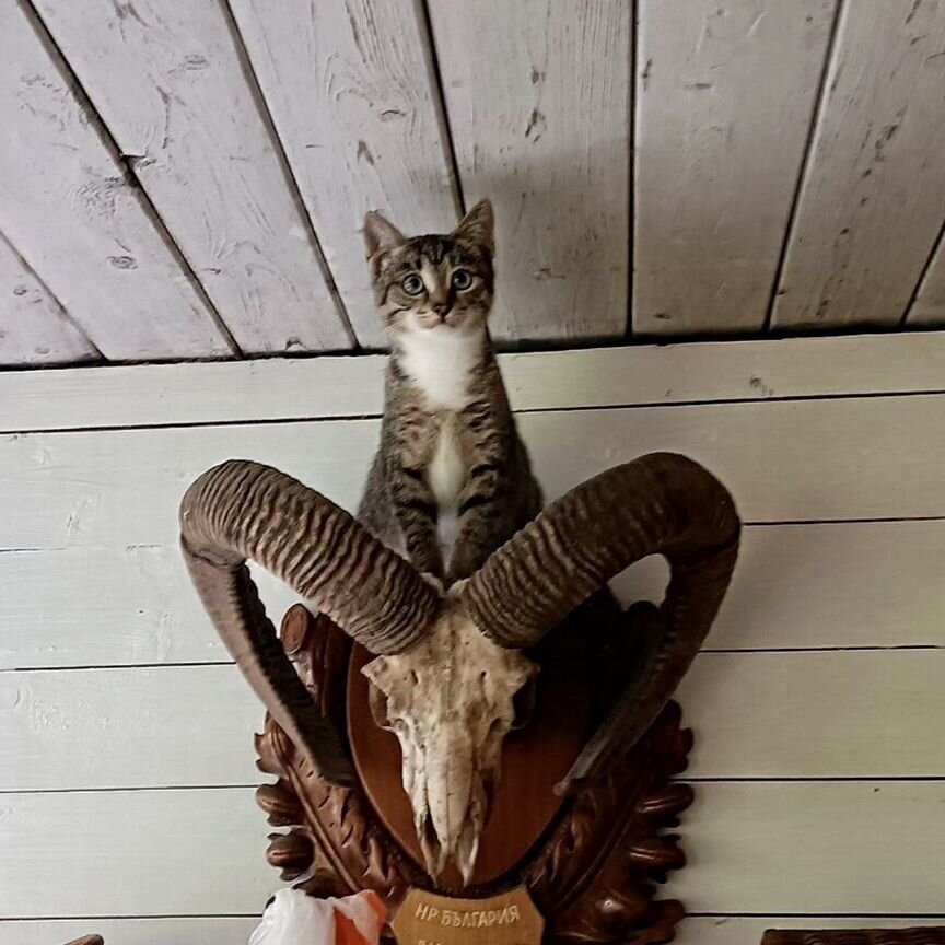 Диана охотница 2 месяца