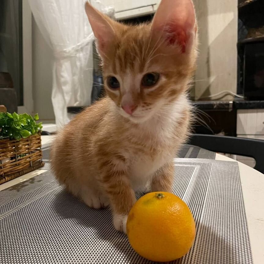 Котята в добрые руки