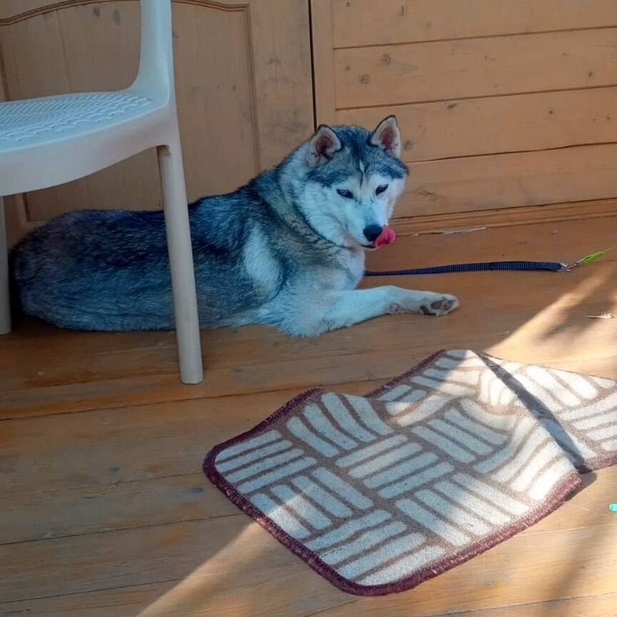 Сибирский хаски