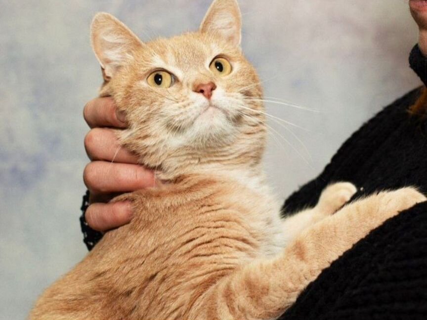 Котик в добрые руки