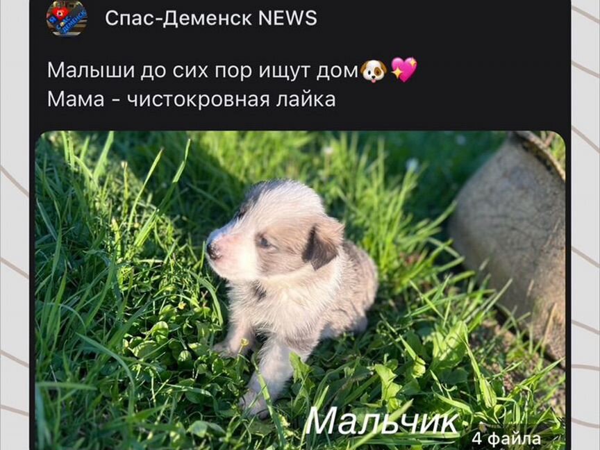 Щенки