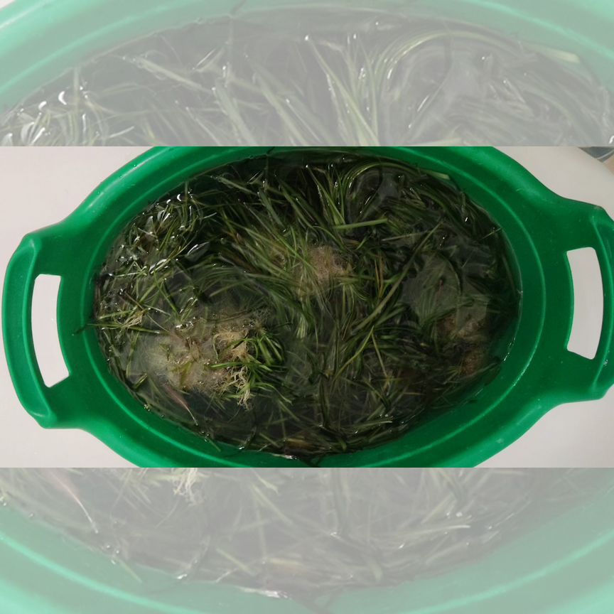 Валеснерия