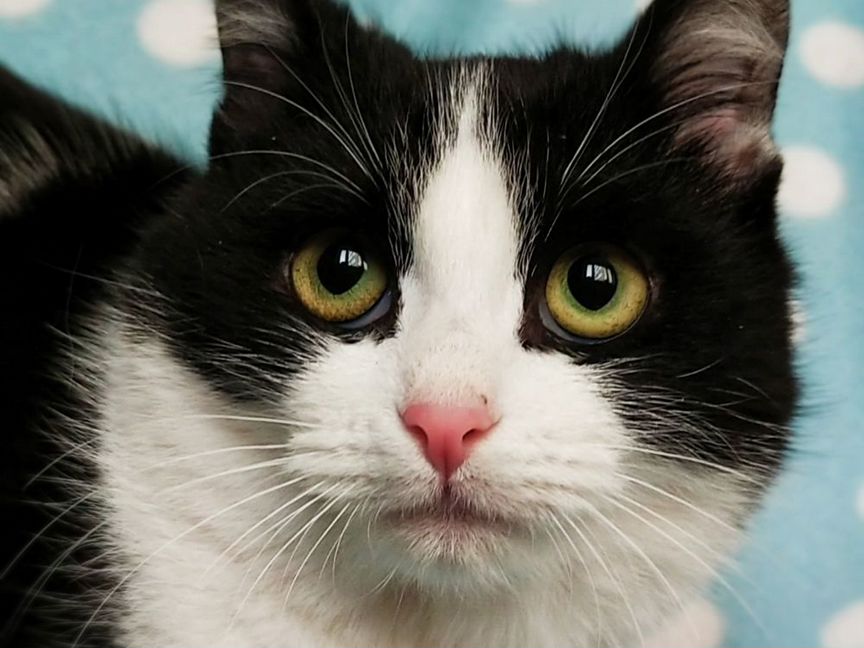 Котенок девочка в добрые руки