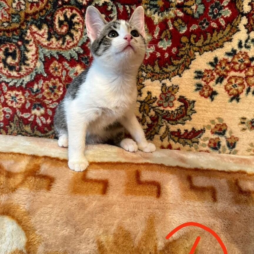 Котята бело полосатые редкие ласкуны