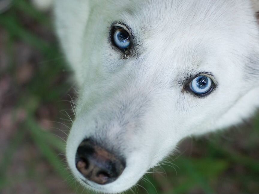 Белый хаски с голубыми глазами из приюта