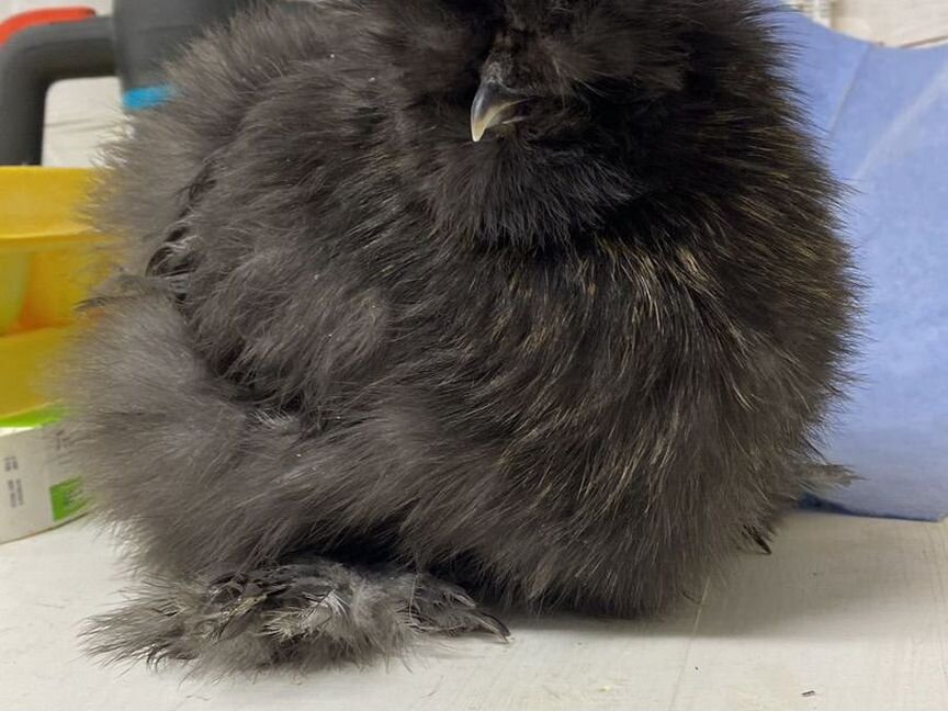 Китайские шелковые куры