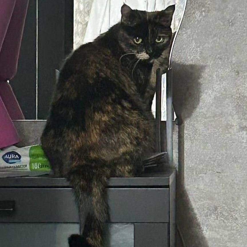 Отдам домашнюю кошку в добрые руки