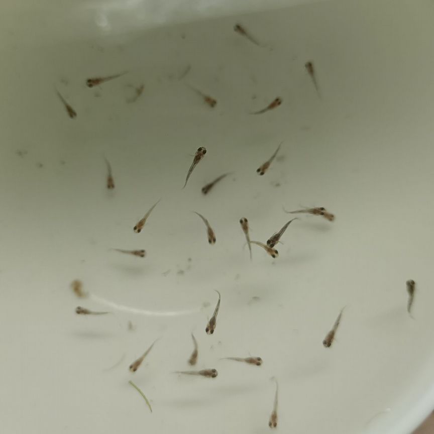 Мальки гуппи