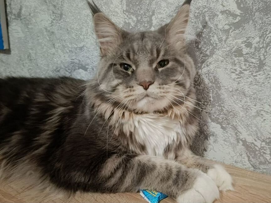 Кот мейн-кун